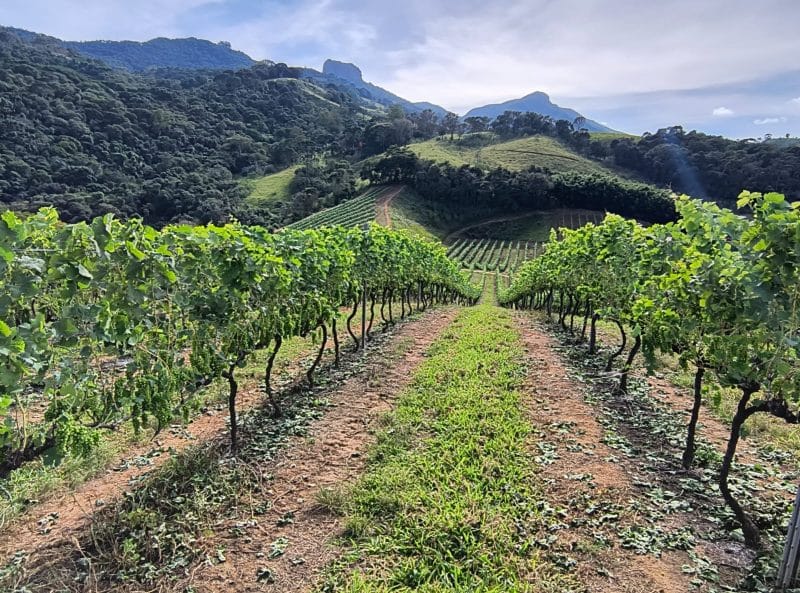 Villa Santa Maria integra uma das Rotas do Vinho de São Paulo; confira ...